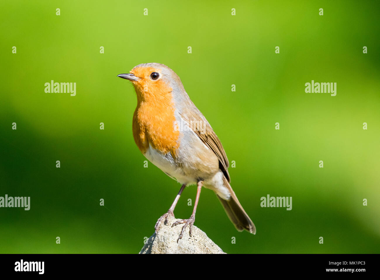 Posing robin hi-res stock photography and images - Alamy