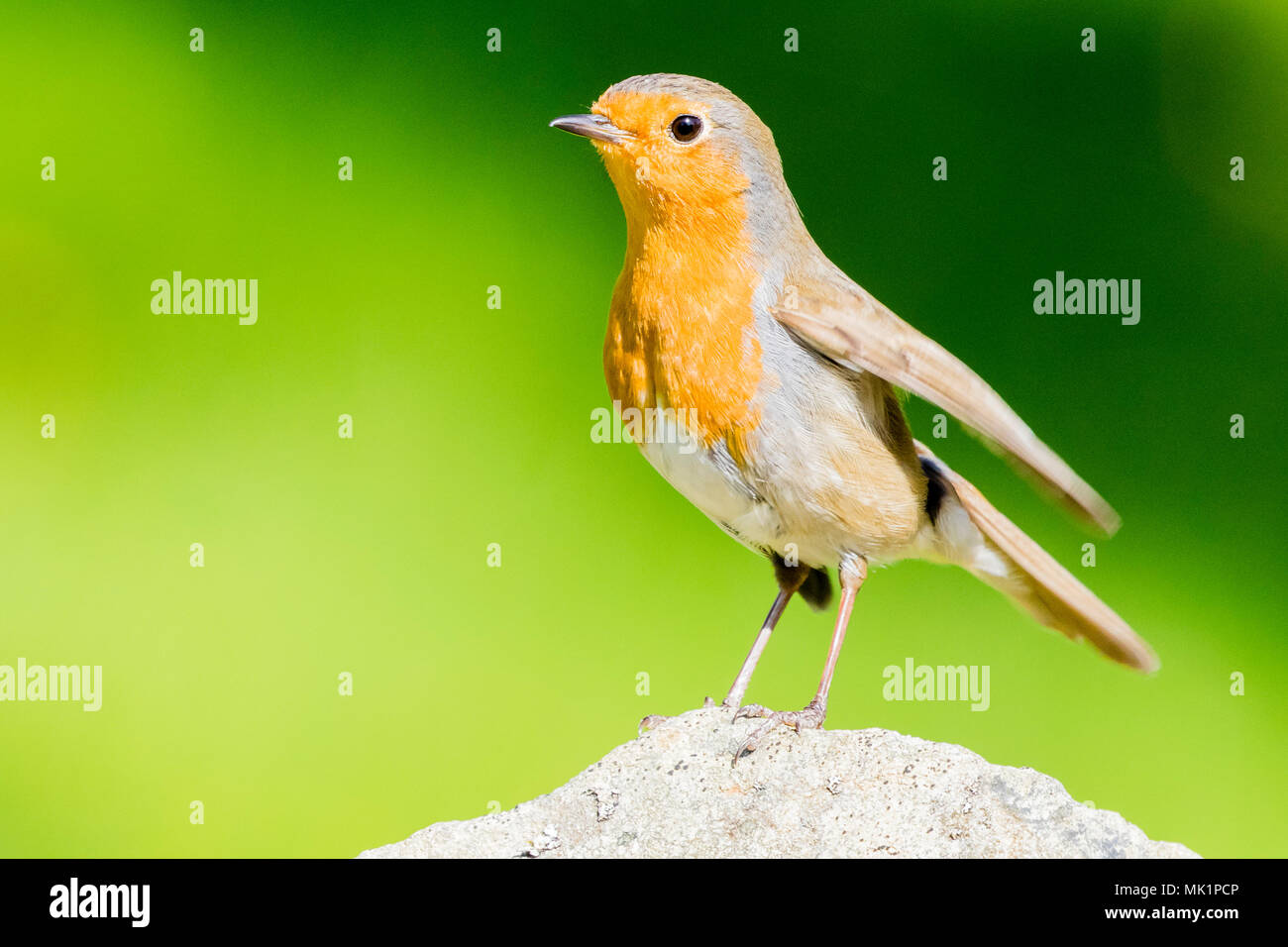 Robin posing hi-res stock photography and images - Alamy