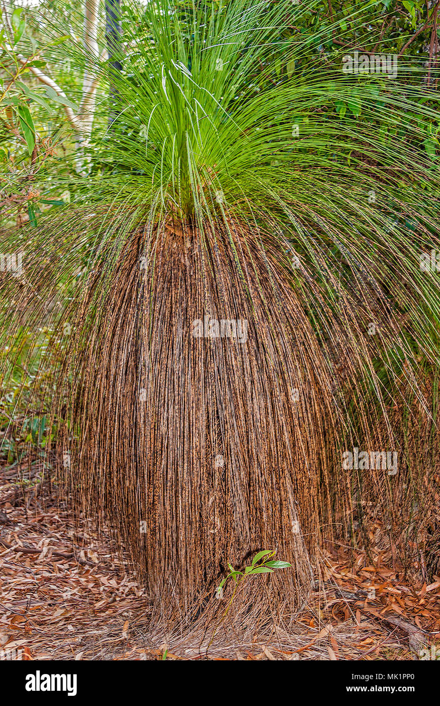 Grass Trees (Xanthorrhoea} Queensland Australia Stock Photo - Alamy