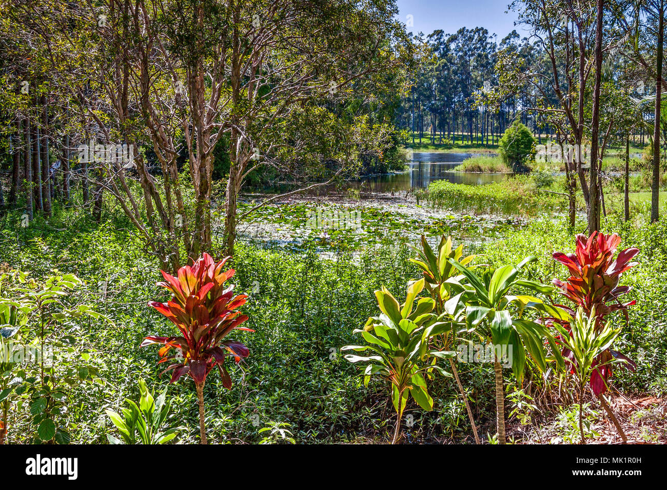 Tropical Garden Queensland Australia Stock Photo - Alamy