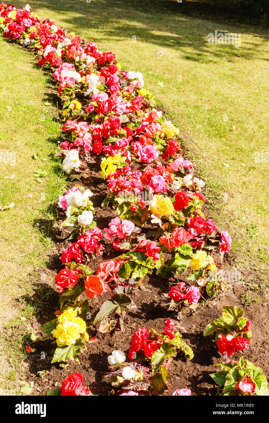 Bright flower beds covered hi-res stock photography and images - Alamy