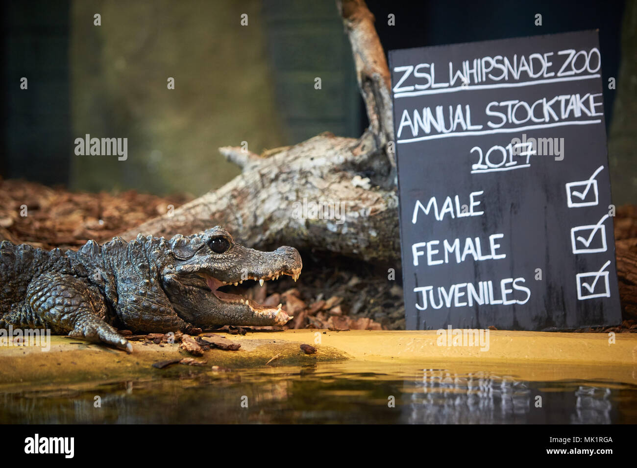 West African dwarf crocodiles during the annual animal stocktake at ZSL ...