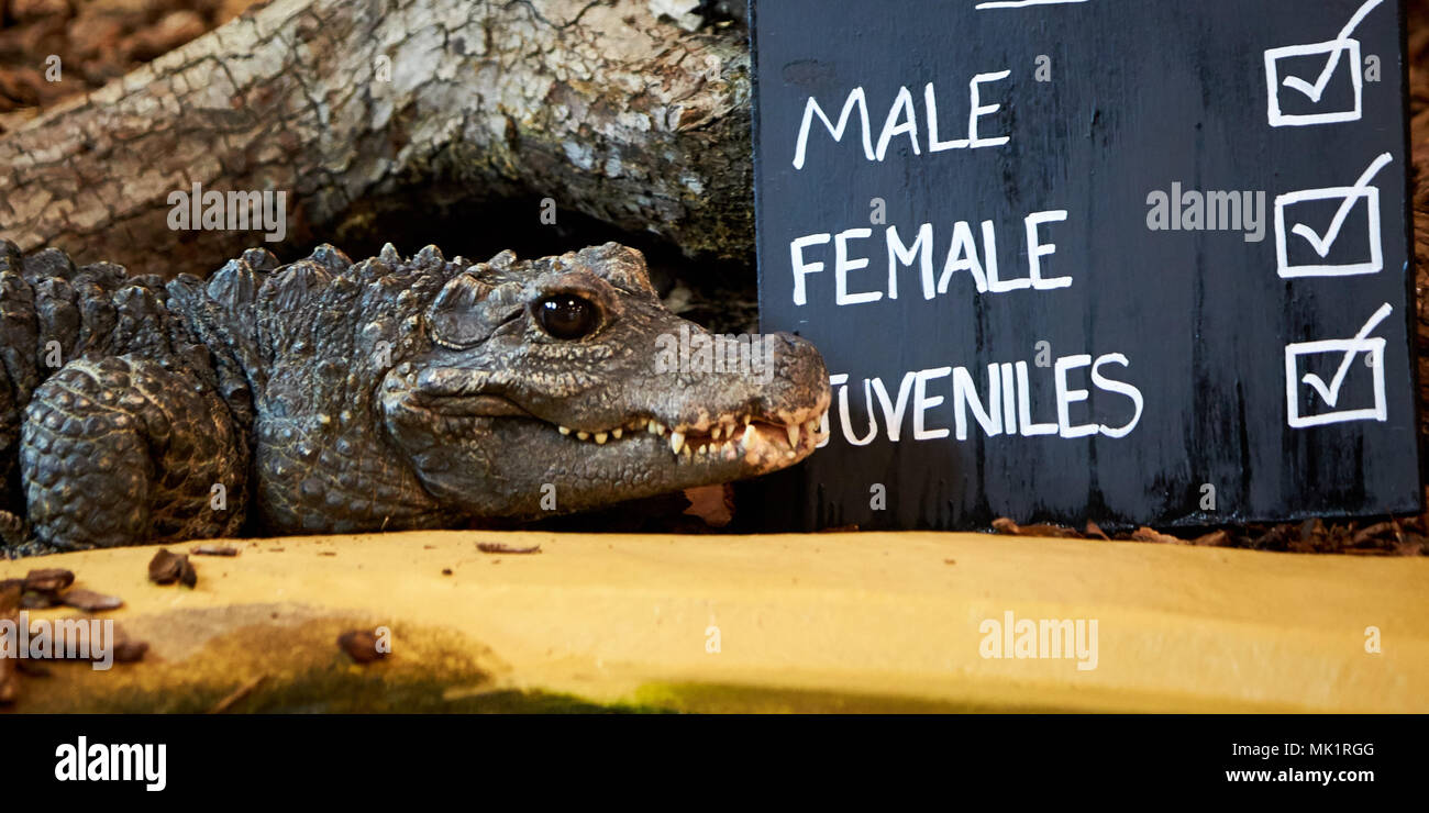 West African dwarf crocodiles during the annual animal stocktake at ZSL ...