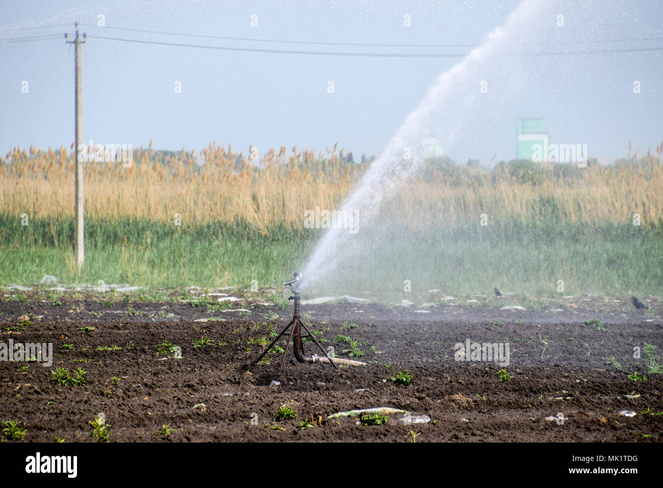 Irrigation system in field of melons. Watering the fields. Sprinkler ...