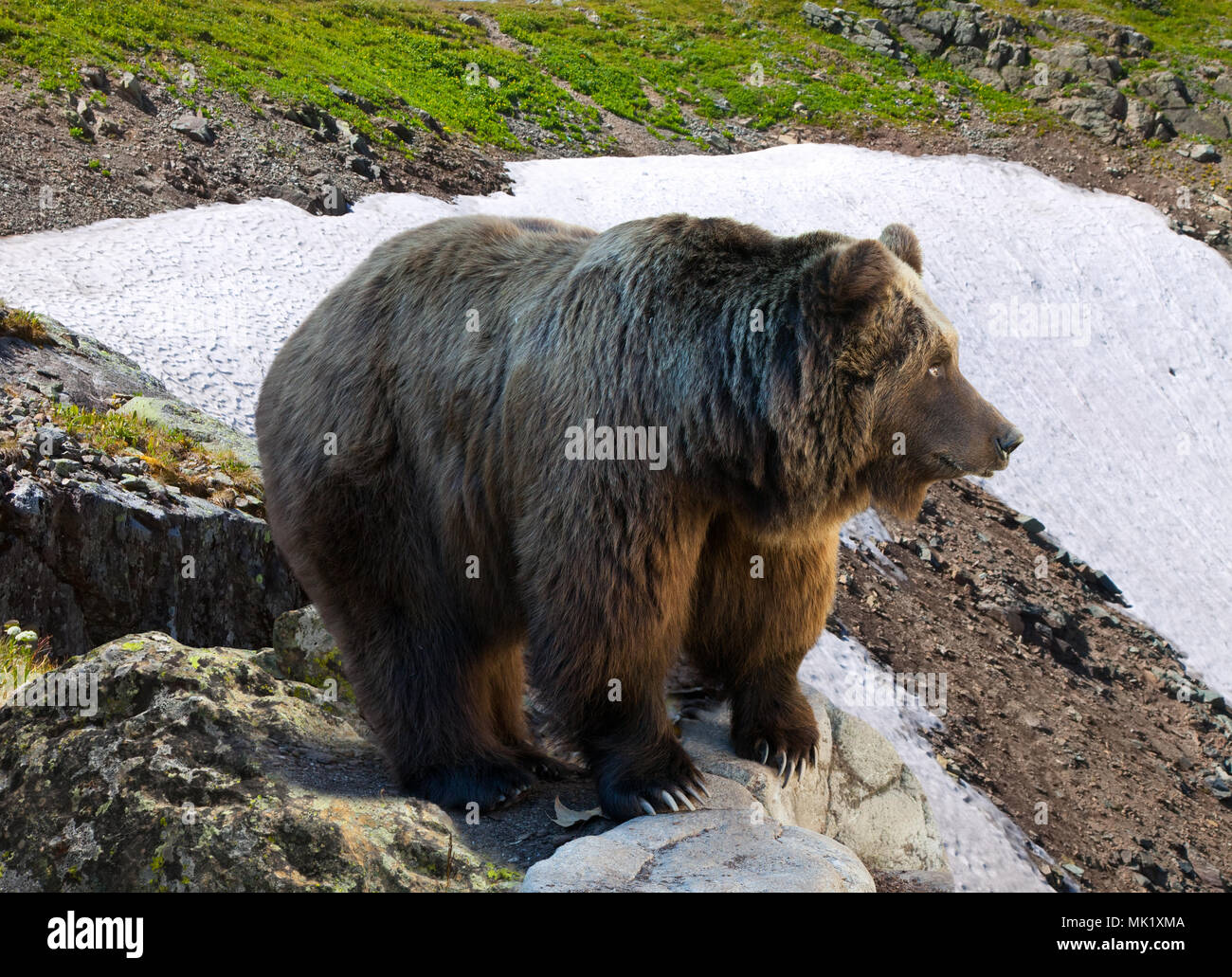 Brown bear on rock in wildness area Stock Photo - Alamy