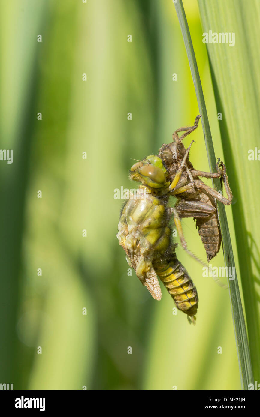 10 of 22. Adult Broad-bodied chaser dragonfly emerging from larval case ...