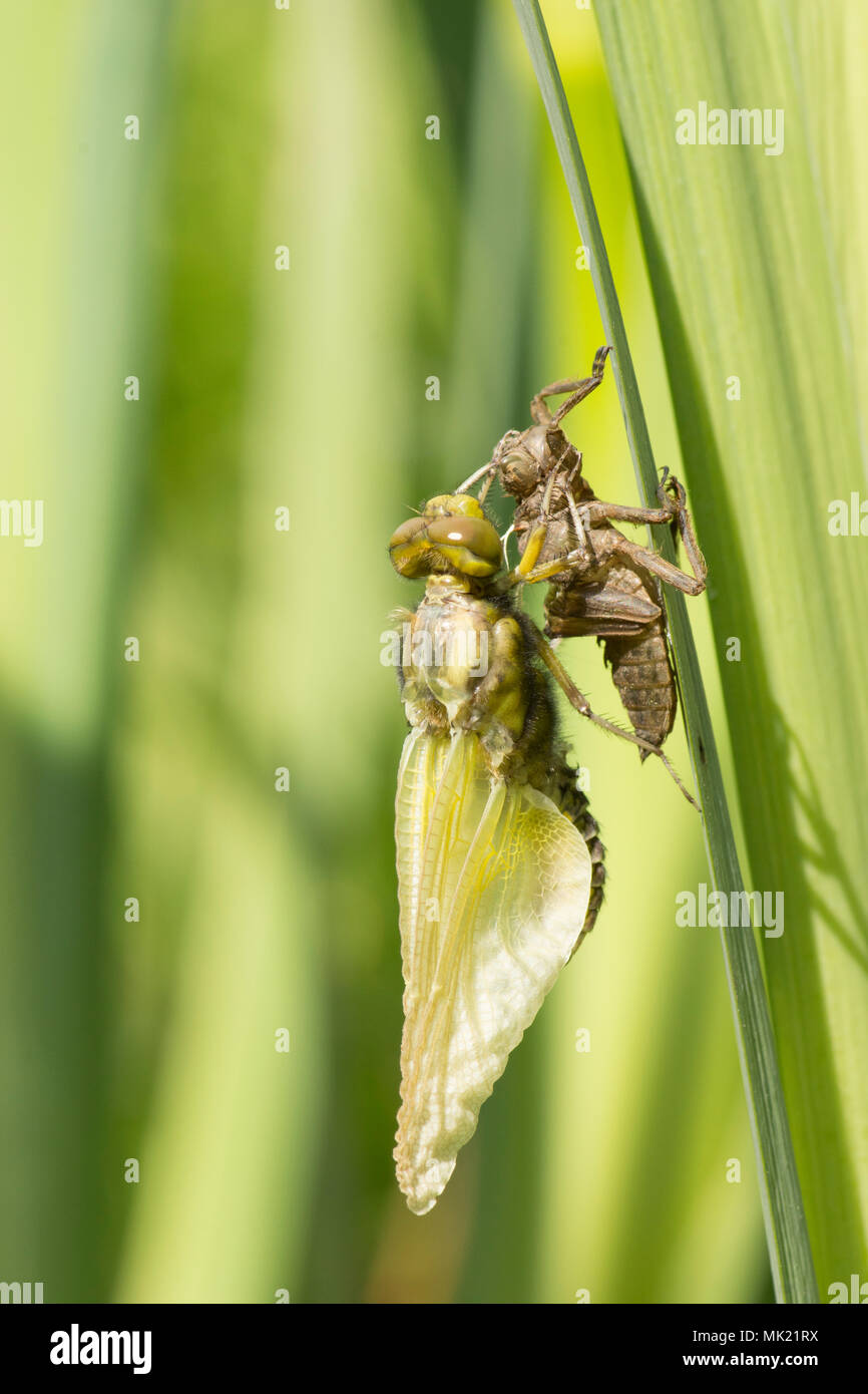 13 of 22. Adult Broad-bodied chaser dragonfly emerging from larval case ...