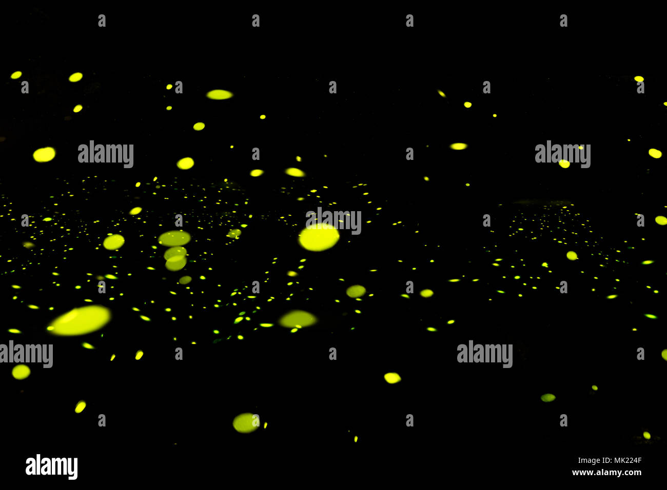 Firefly, lightning bugs on black background Stock Photo - Alamy
