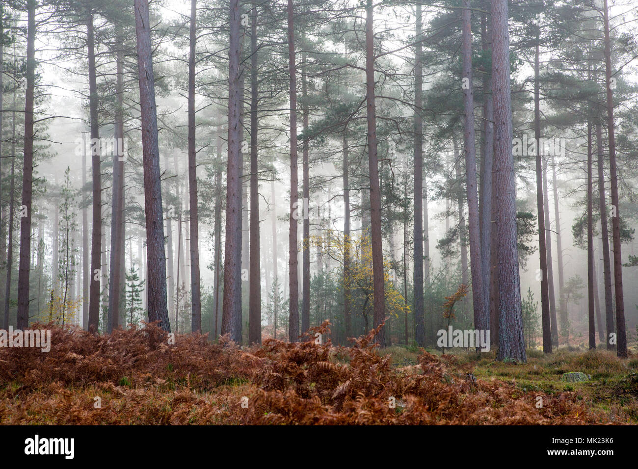 Mist through pine trees, New Forest Hampshire Stock Photo - Alamy