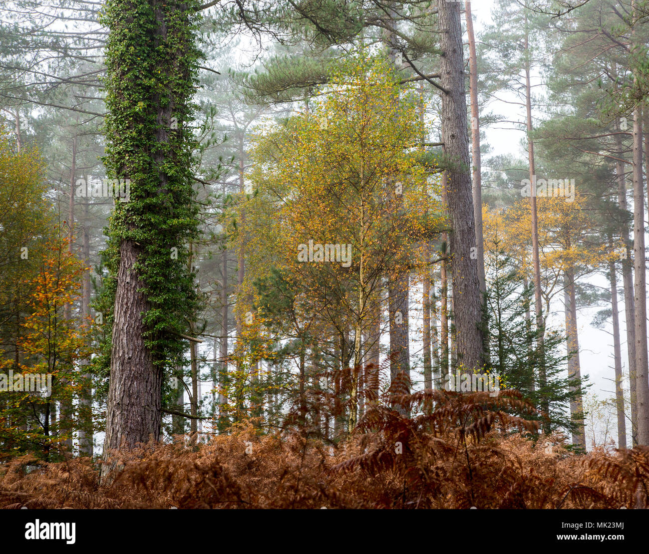 Mist through pine trees, New Forest Hampshire Stock Photo - Alamy