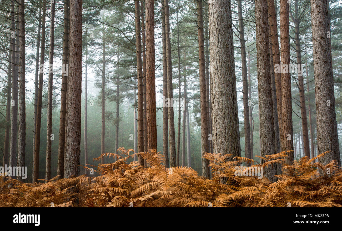 Mist through pine trees, New Forest Hampshire Stock Photo - Alamy