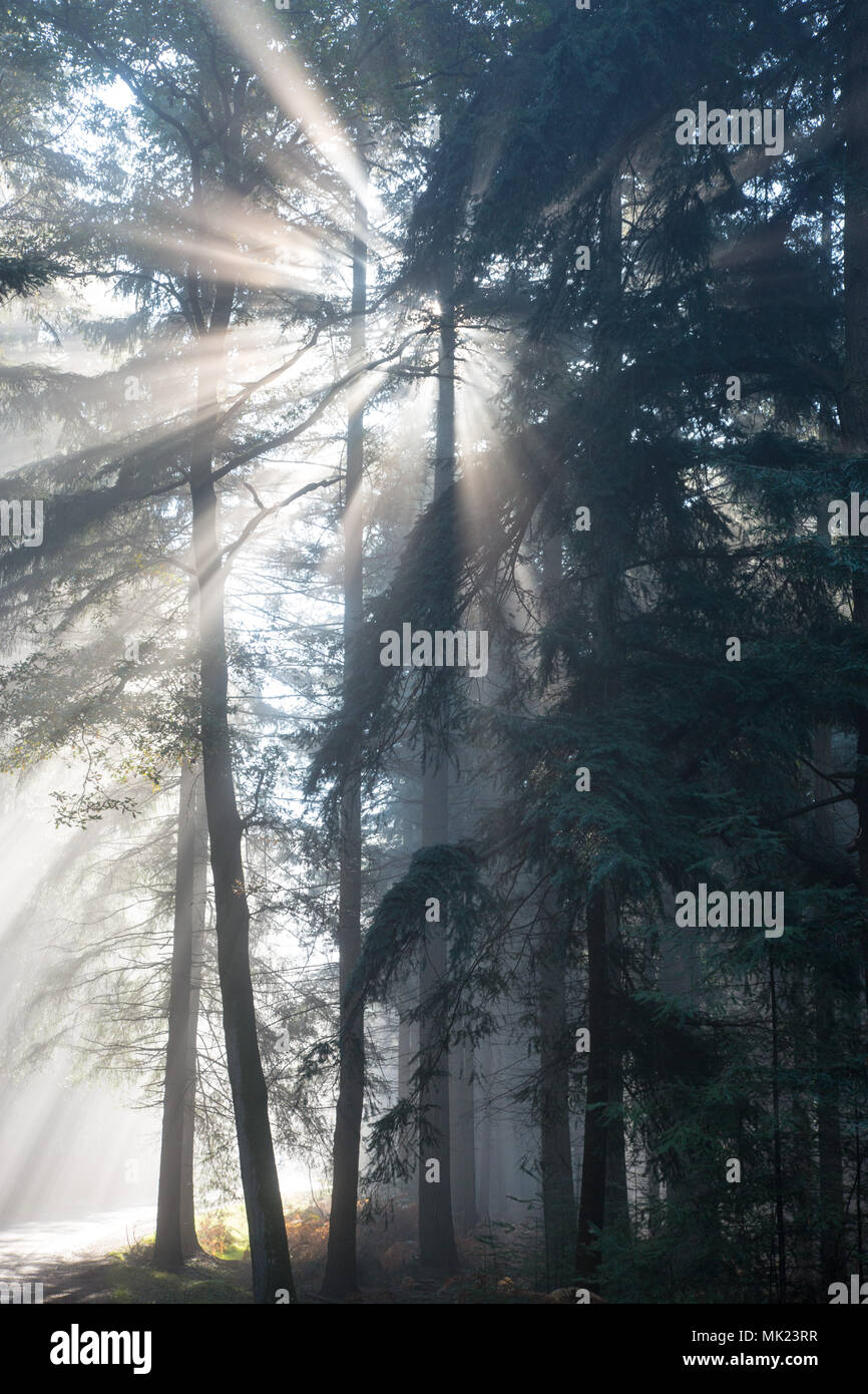 Sunlight through pines, New Forest Hampshire Stock Photo - Alamy
