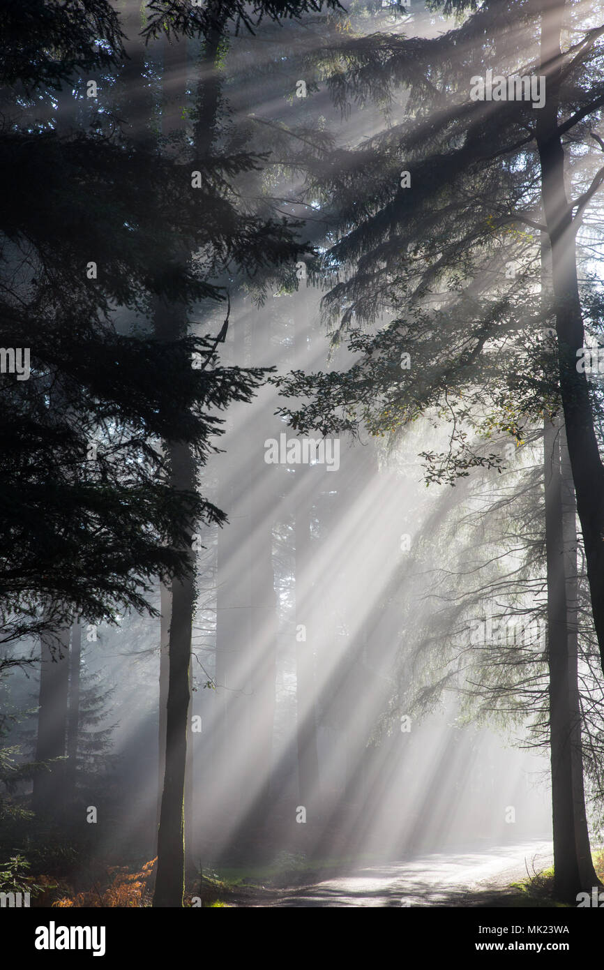 Sunlight through pines, New Forest Hampshire Stock Photo - Alamy