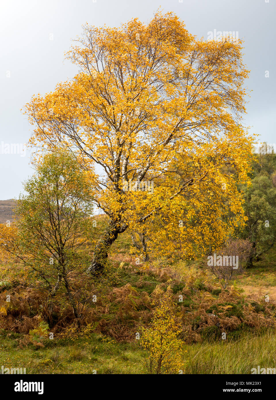 Natiural hi-res stock photography and images - Alamy
