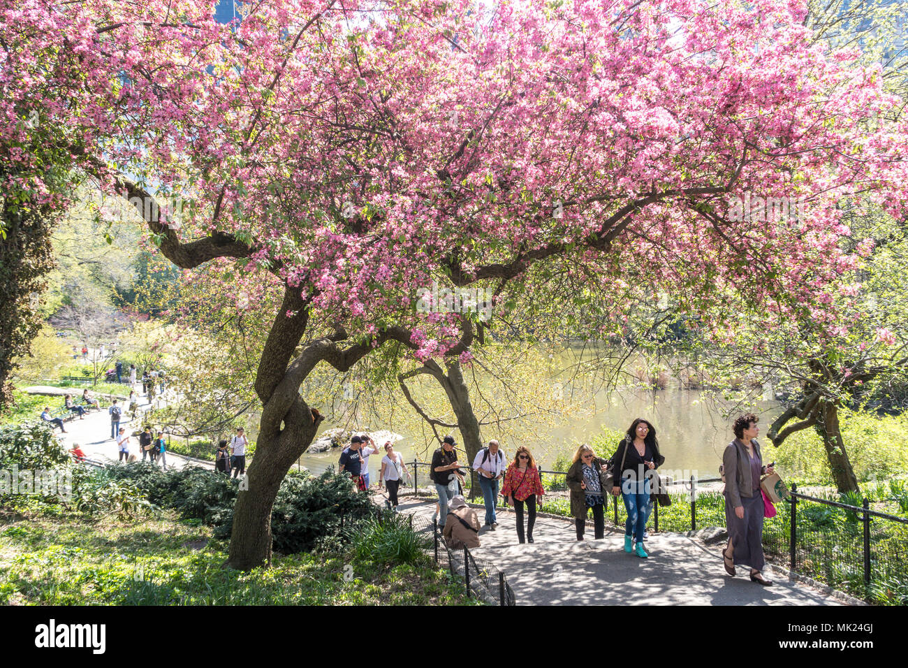 Central Park in New York City is Beautiful in Springtime Stock Photo ...
