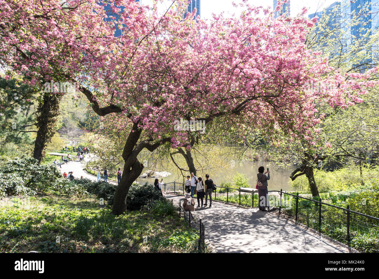 Central Park in New York City is Beautiful in Springtime Stock Photo ...