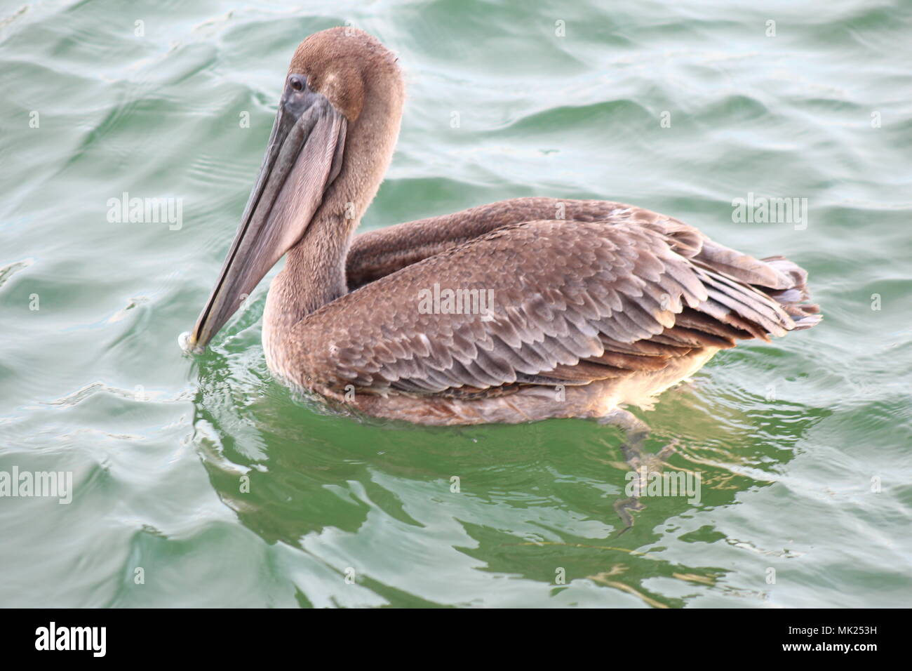 Pelican fish anna maria island hi-res stock photography and images - Alamy