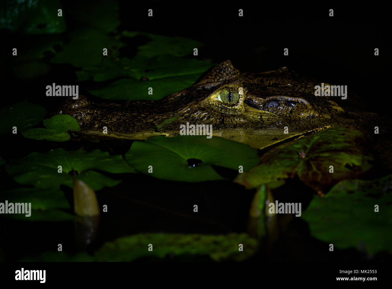 Spectacled caiman - Caiman crocodilus, common crocodile from New World ...