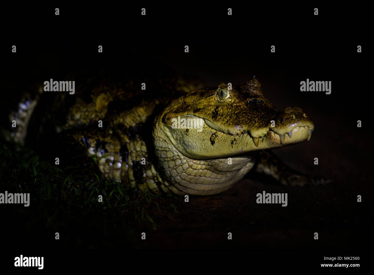Spectacled caiman - Caiman crocodilus, common crocodile from New World ...