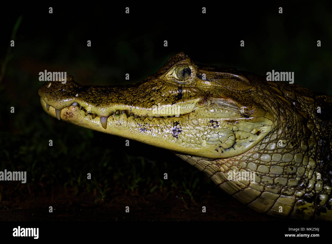 Spectacled caiman - Caiman crocodilus, common crocodile from New World ...