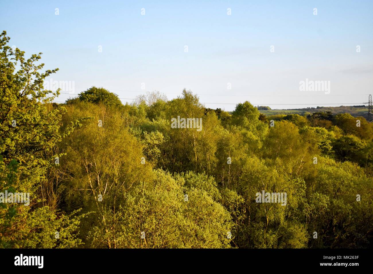 Tree top view, Leckhampton Hill, cotswolds UK Stock Photo - Alamy