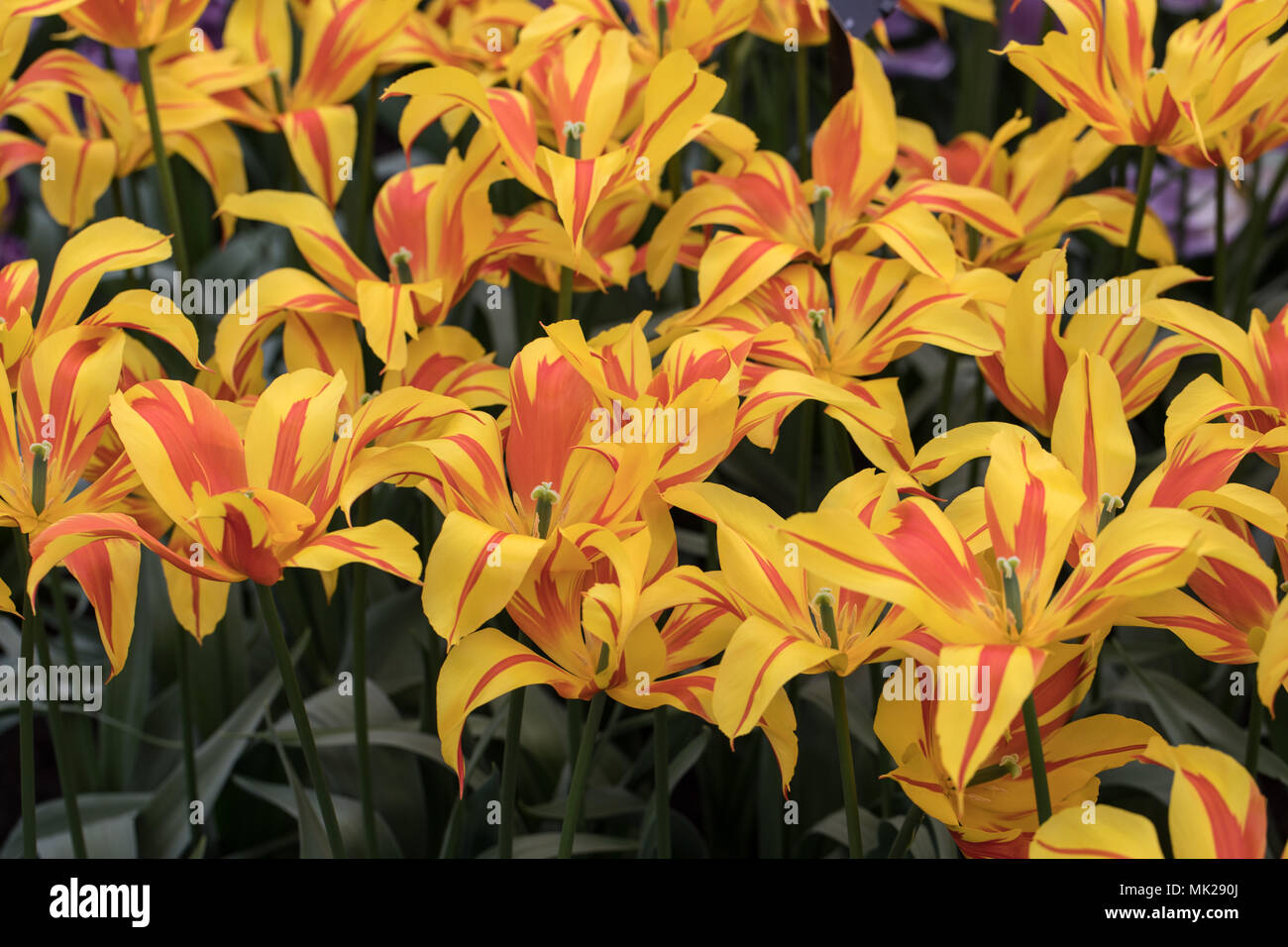 Species botanical tulips blooming in a garden Stock Photo - Alamy
