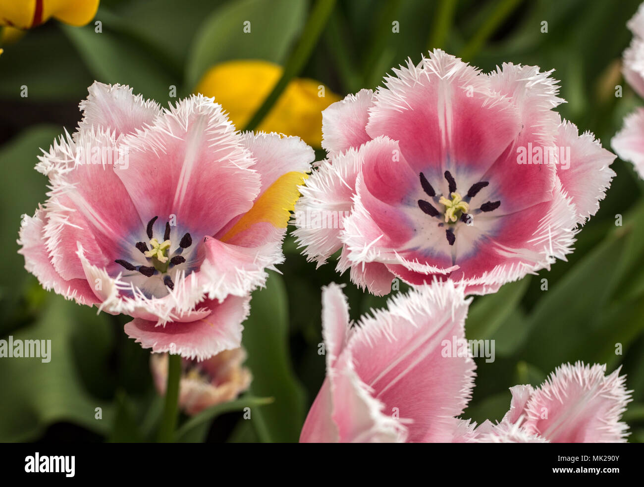 Fringed tulips blooming in a garden. Fringed tulips got their name from ...