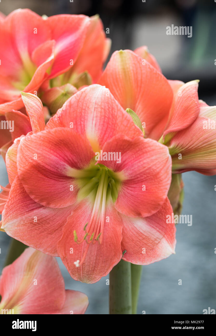 Amaryllises hippeastrum hi-res stock photography and images - Alamy