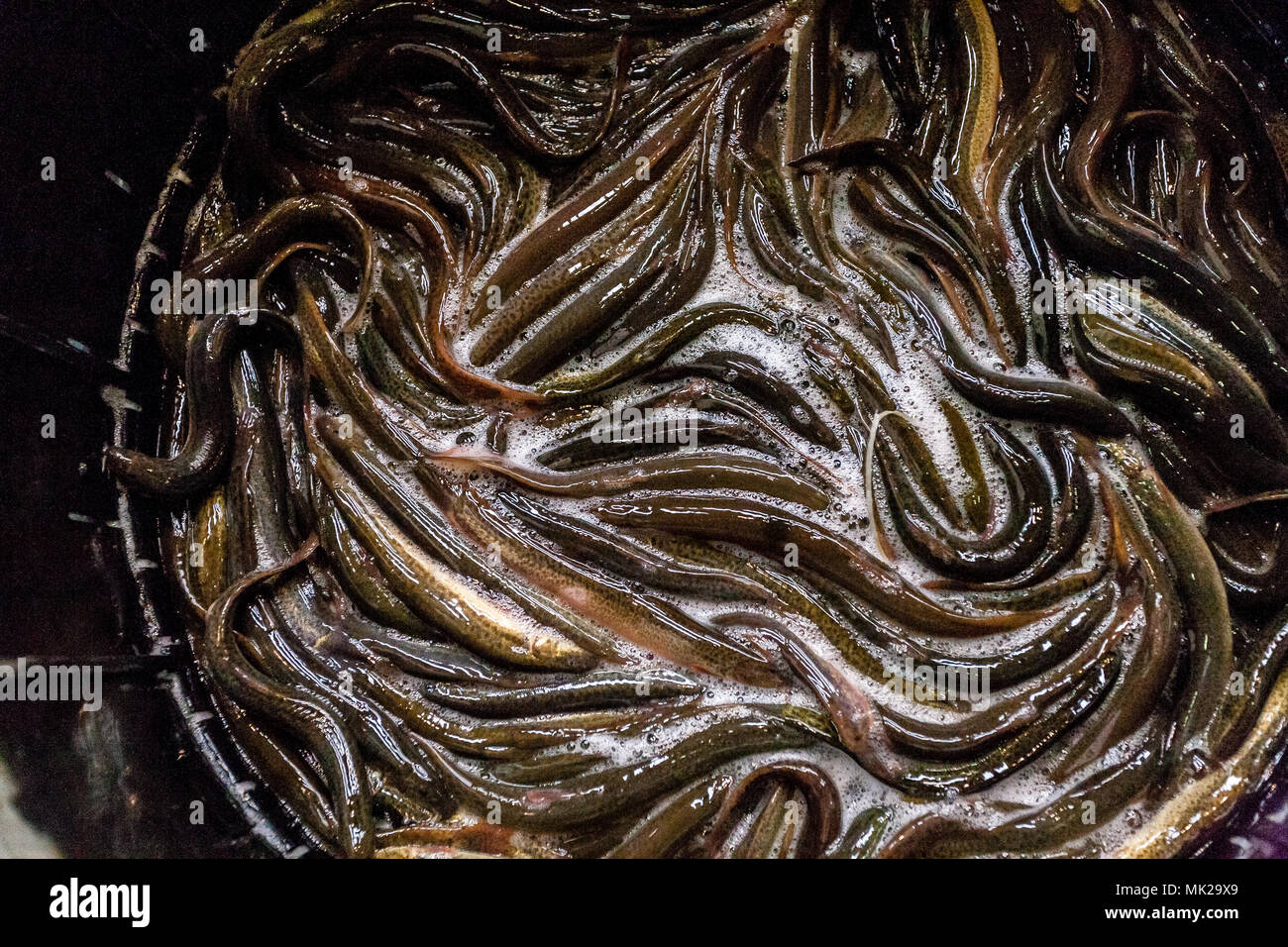 Alive fish on the asian market. Japan, Tsukiji Fish Market Stock Photo ...