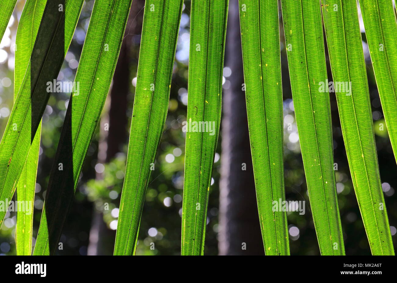 abstract of green leaves Stock Photo - Alamy