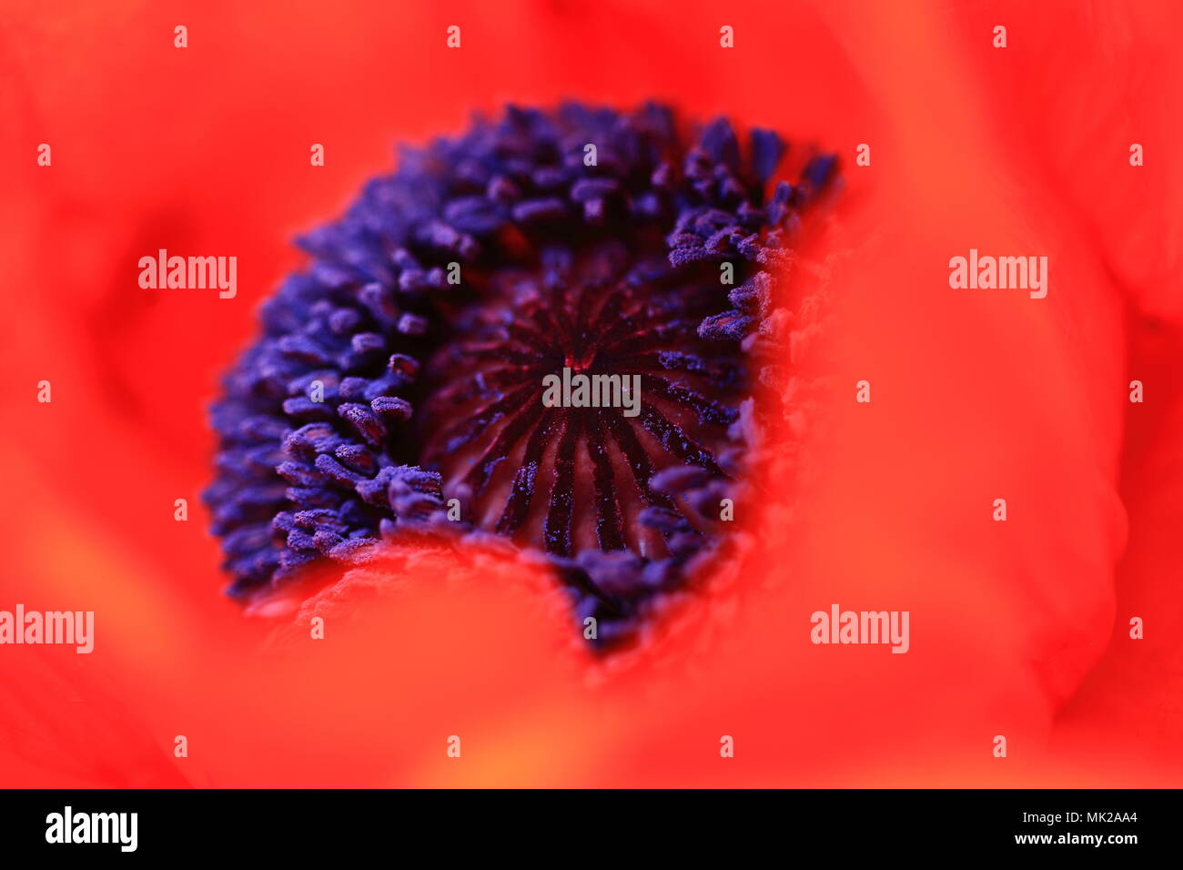 Poppy abstract art hi-res stock photography and images - Alamy