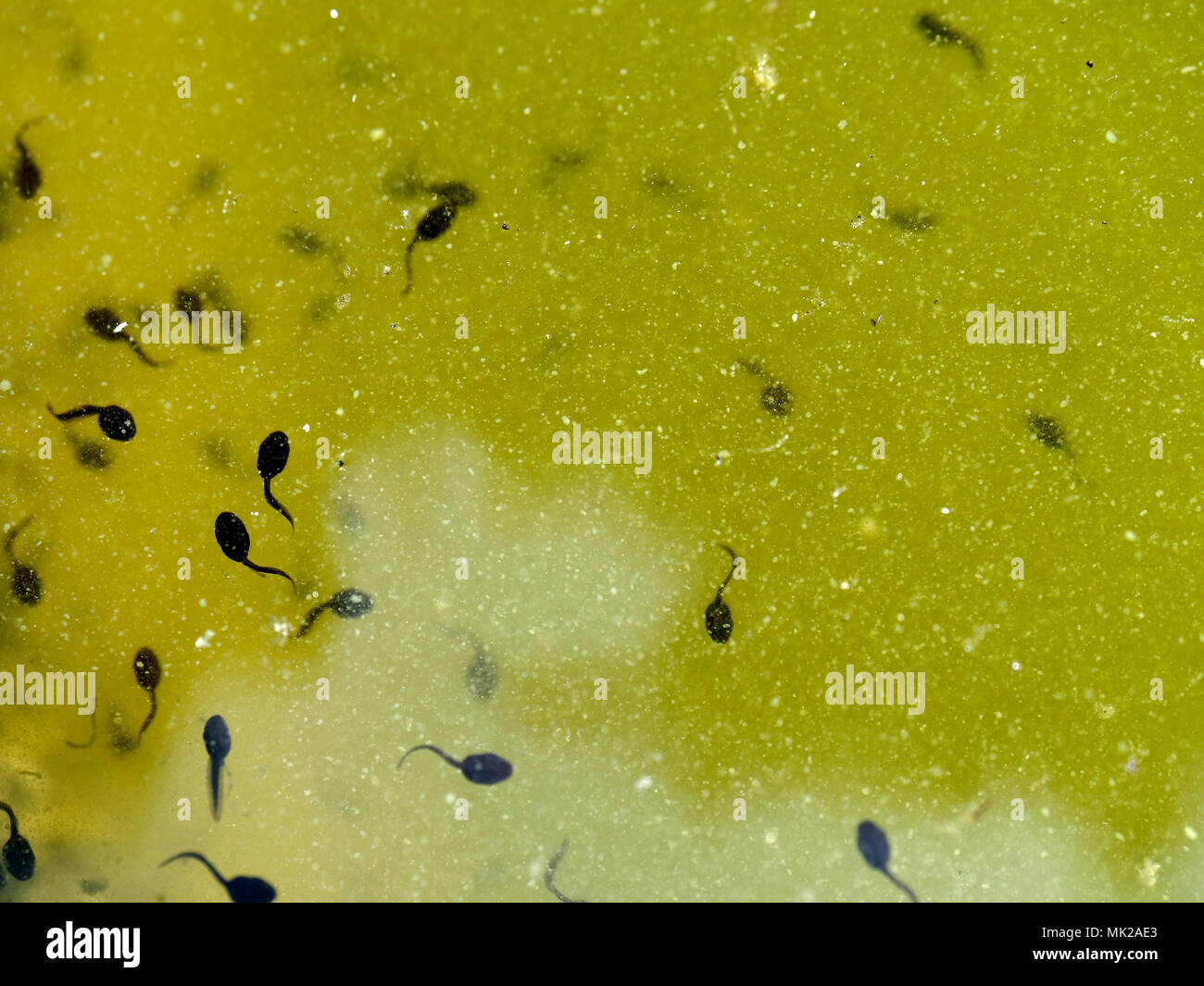 Tadpoles swimming in the pond Stock Photo - Alamy