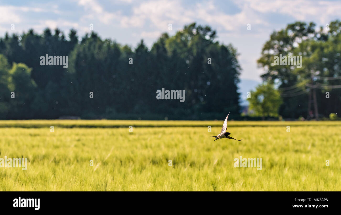 Bird flying over a field of wheat in Austria Stock Photo - Alamy