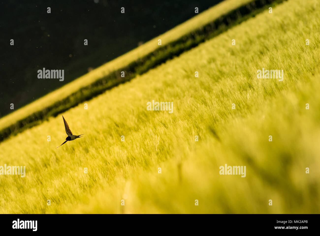 Barn swallow over field hi-res stock photography and images - Alamy