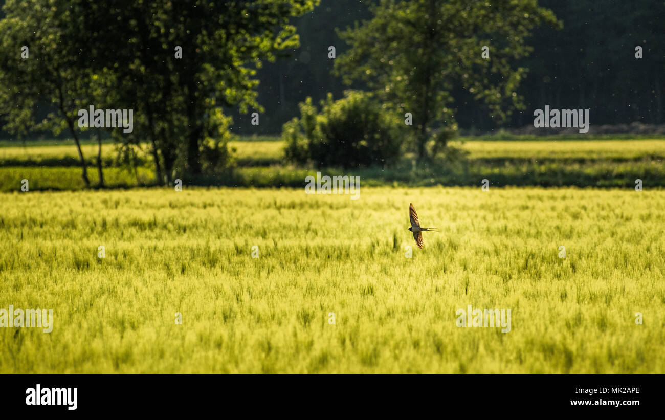 Barn swallow over field hi-res stock photography and images - Alamy