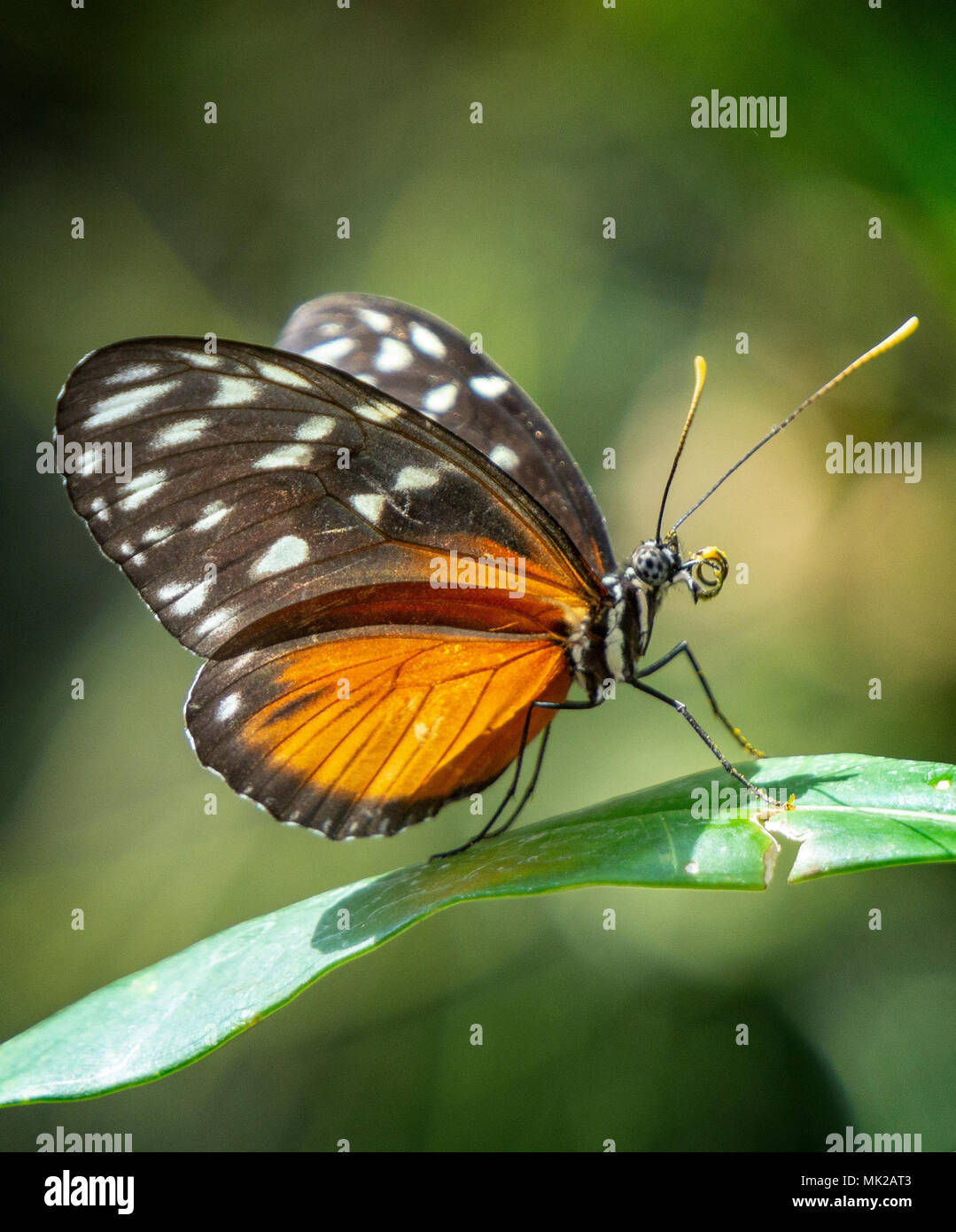 Monarch alberta hi-res stock photography and images - Alamy