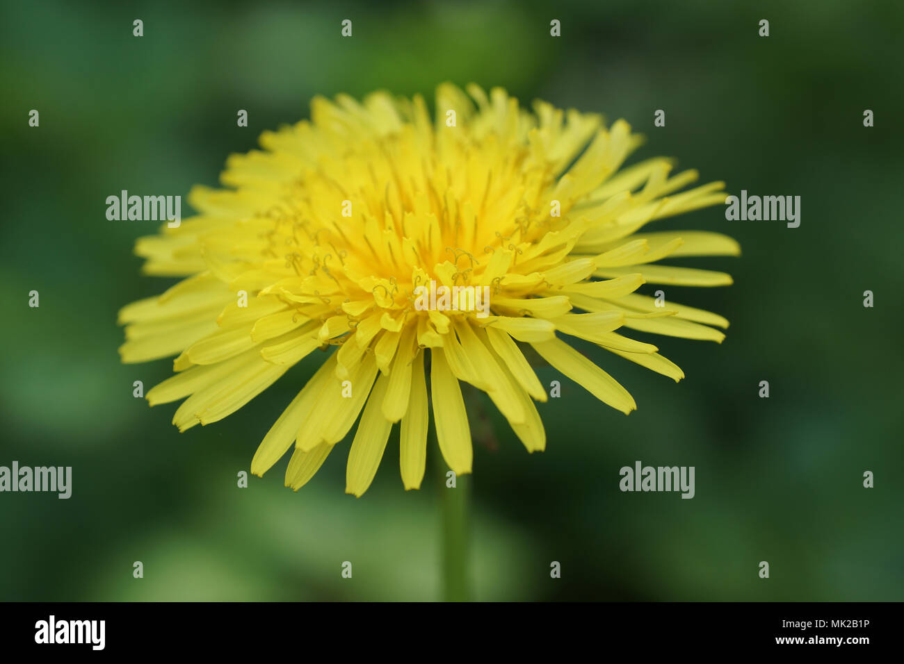 Photograph of dandelion hi-res stock photography and images - Alamy