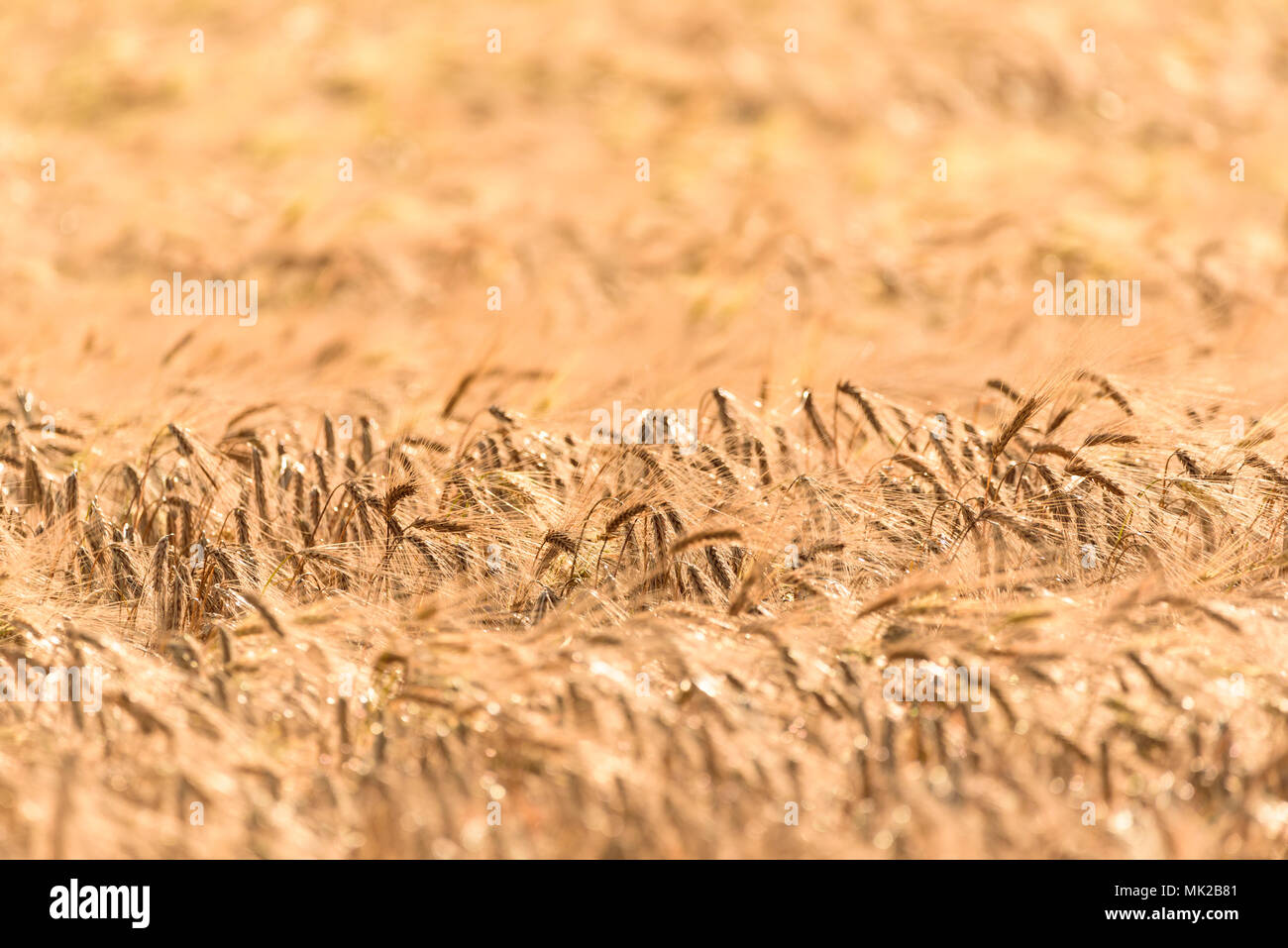 Field of wheat rye background Stock Photo - Alamy