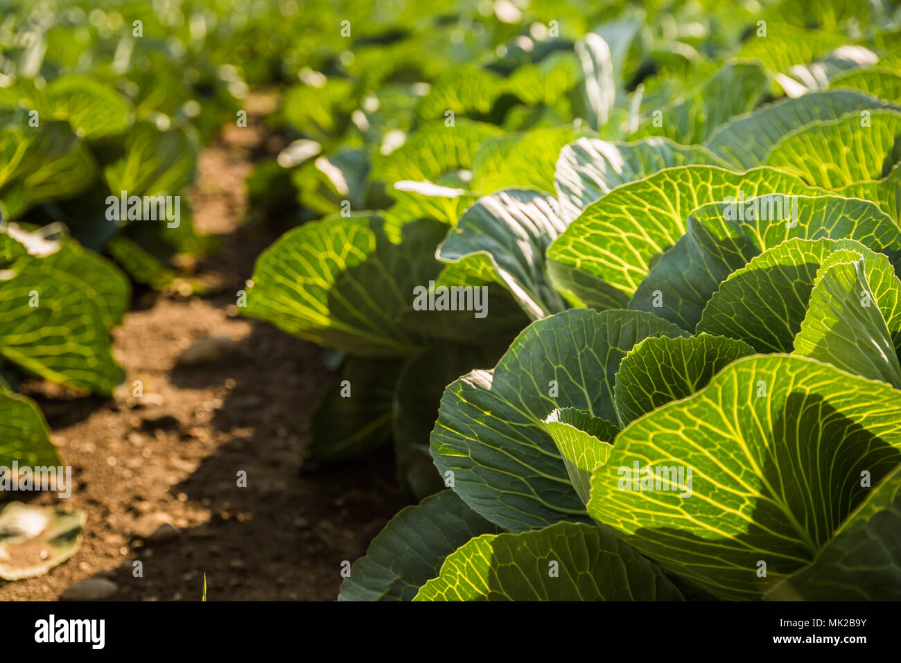 Crops of cabbage on a field in Austria summer Stock Photo - Alamy