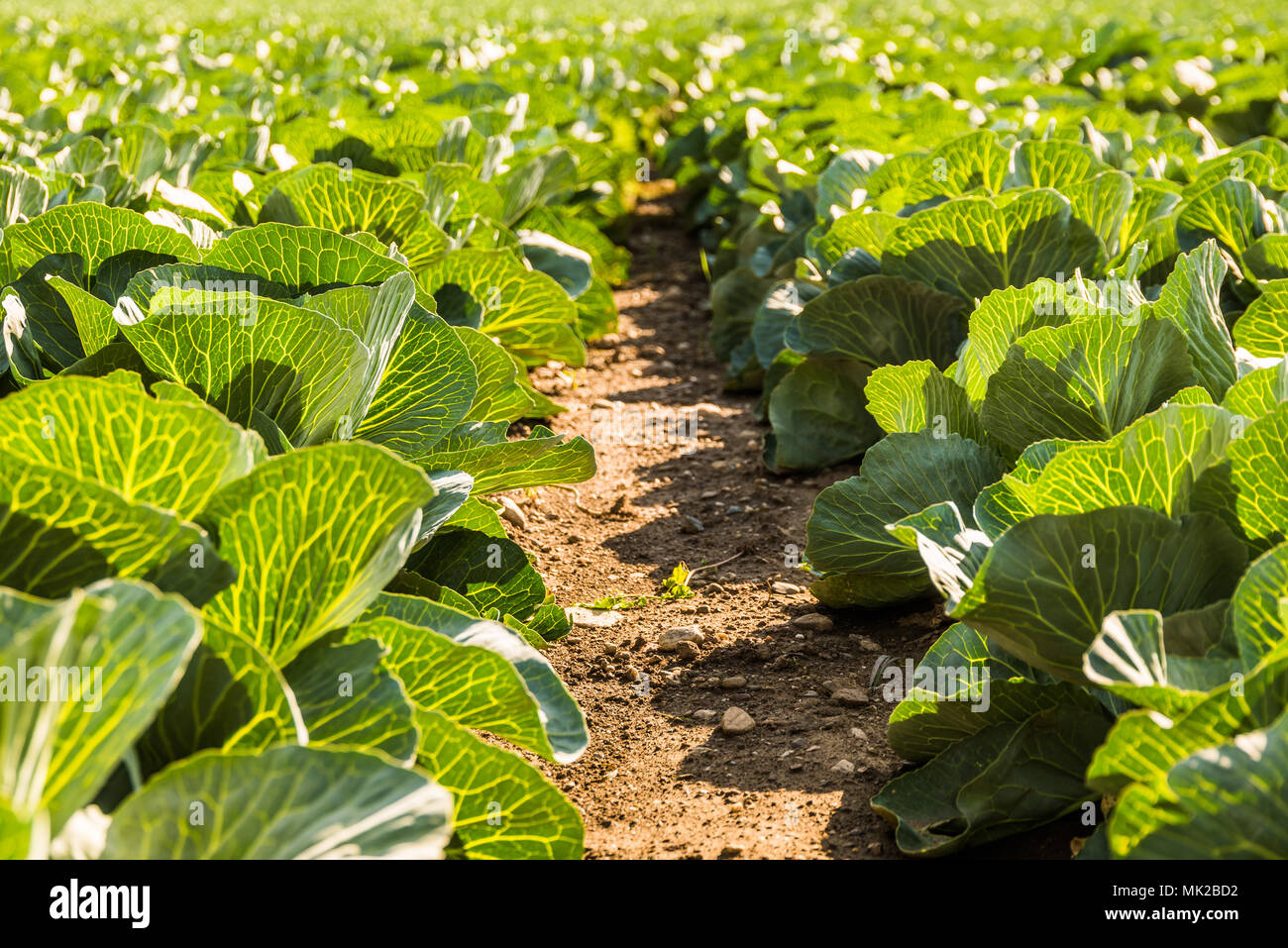 Crops of cabbage on a field in Austria summer Stock Photo - Alamy