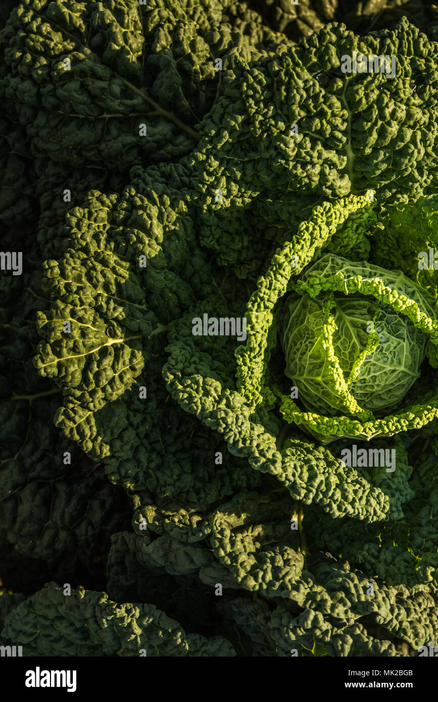 Crops of cabbage on a field in Austria summer Stock Photo - Alamy