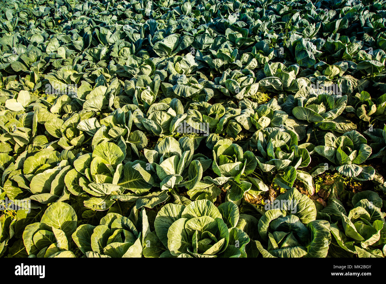 Crops of cabbage on a field in Austria summer Stock Photo - Alamy