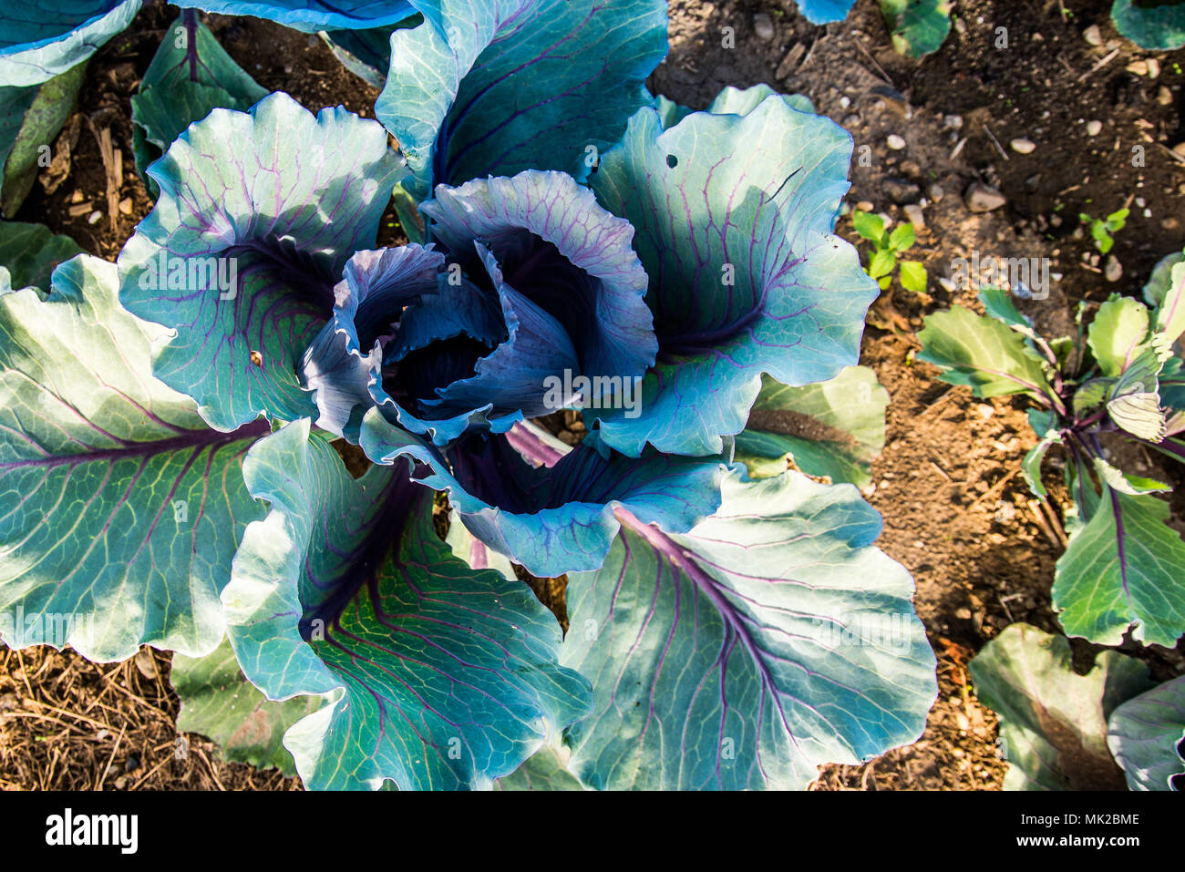 Crops of cabbage on a field in Austria summer Stock Photo - Alamy