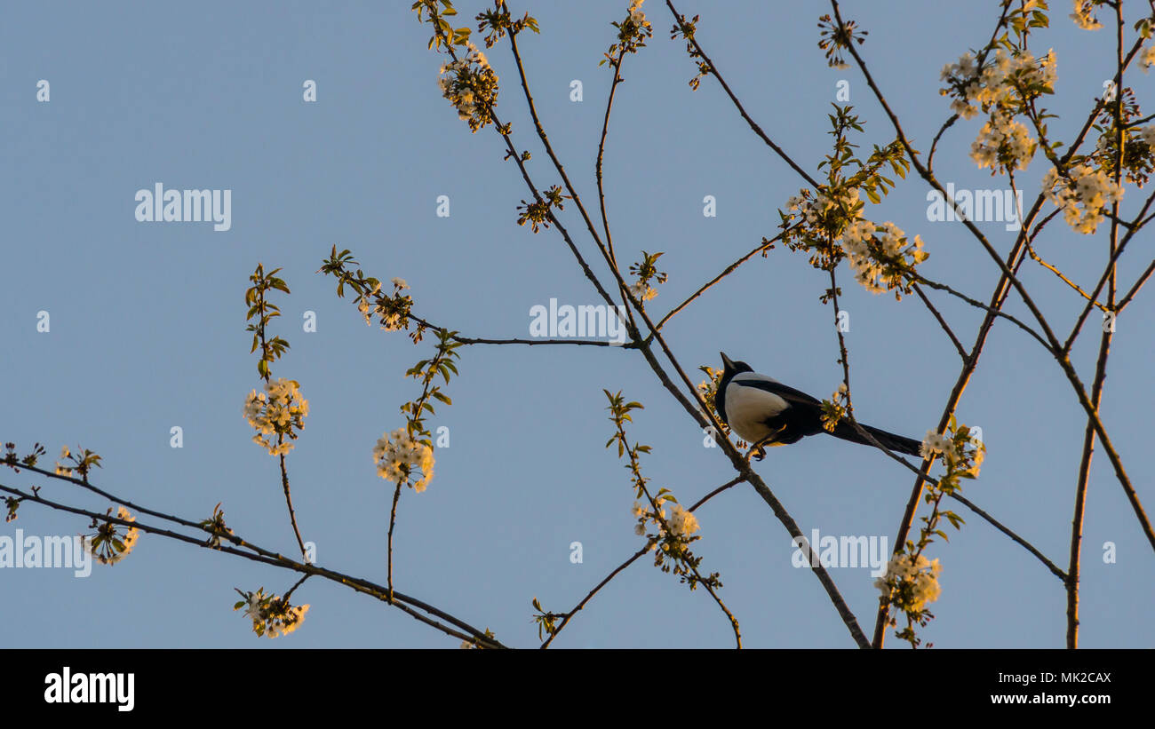 Eurasian magpie bird hi-res stock photography and images - Alamy