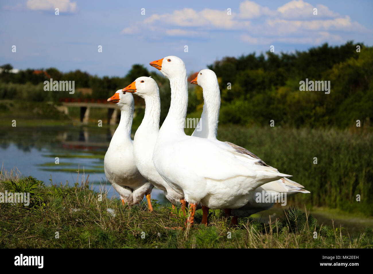 Group of four animals in the grass hi-res stock photography and images ...