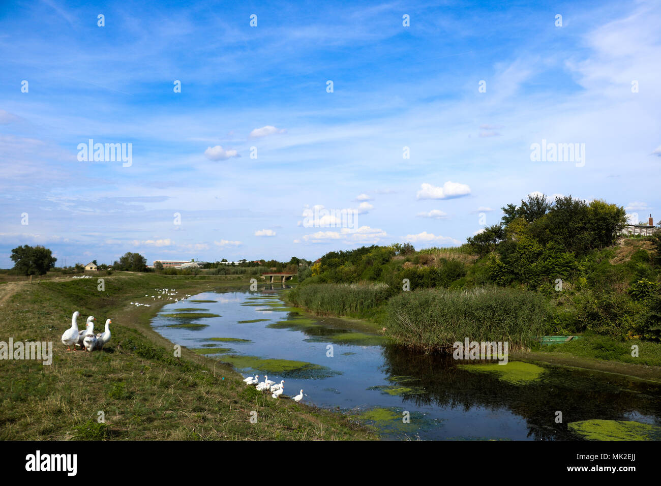 Gaggle of geese hi-res stock photography and images - Alamy