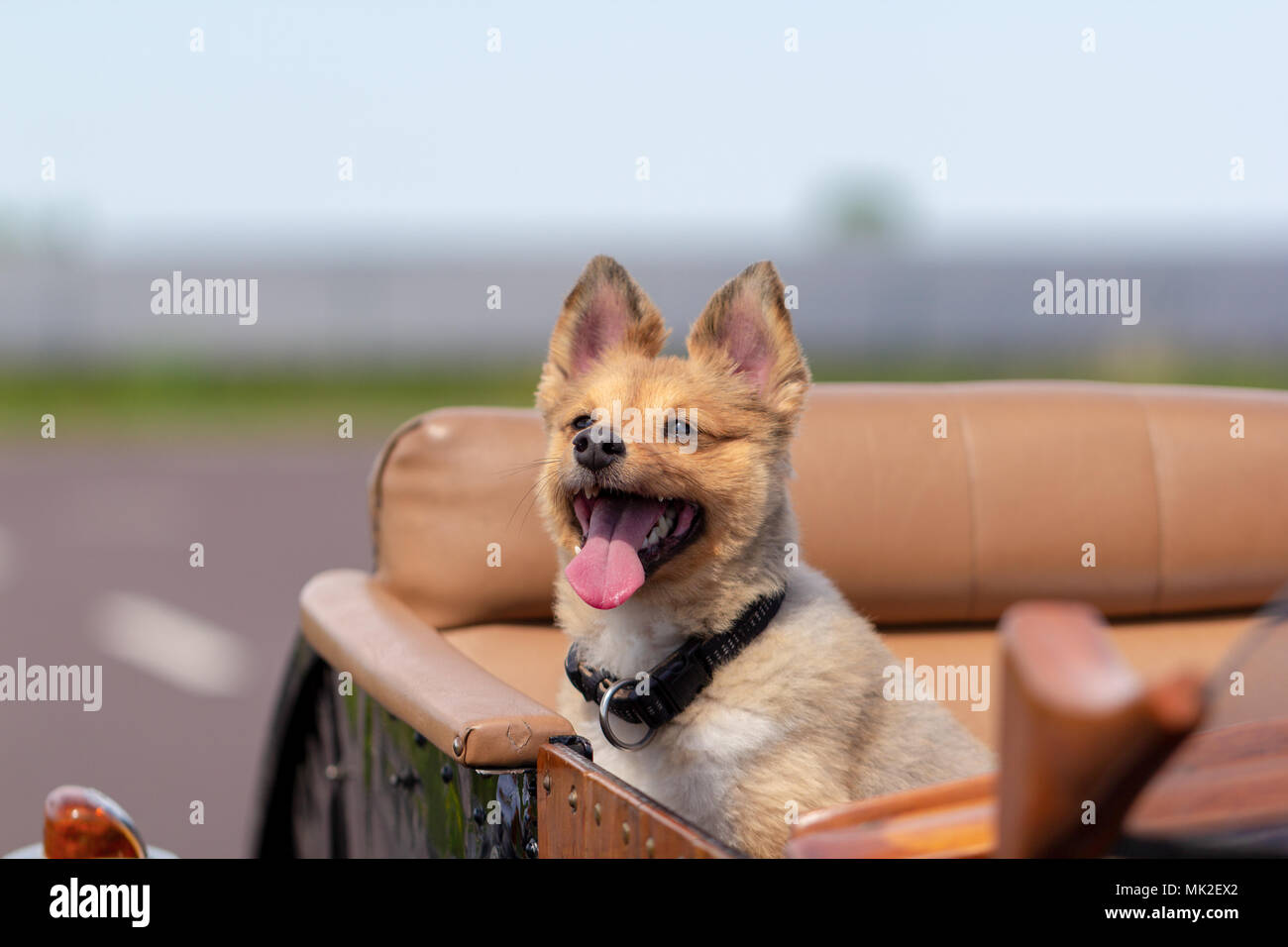Dog in a sidecar hi-res stock photography and images - Alamy