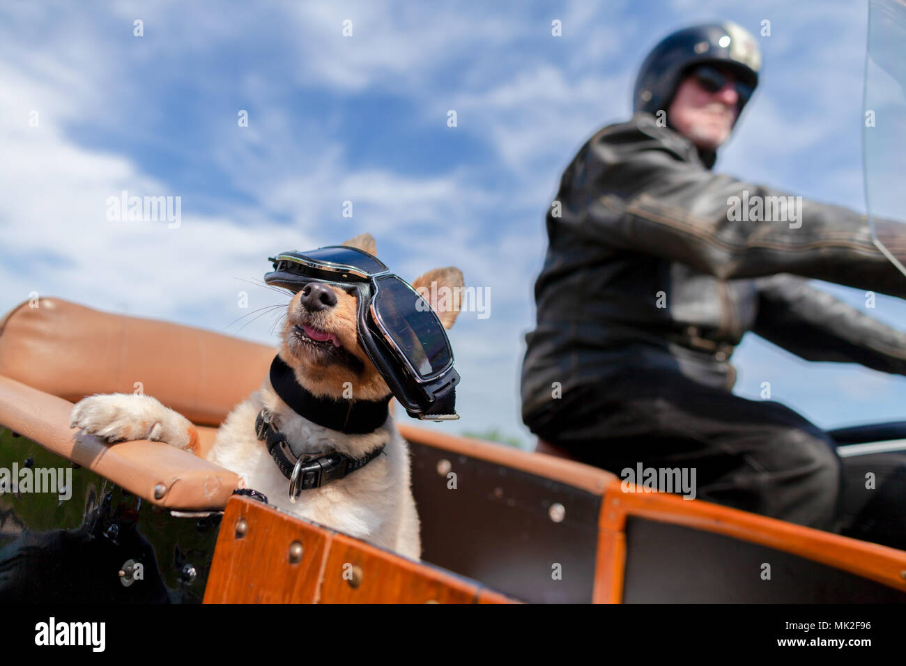 Shetland Sheepdog sits with sunglasses in a motorcycle sidecar Stock ...