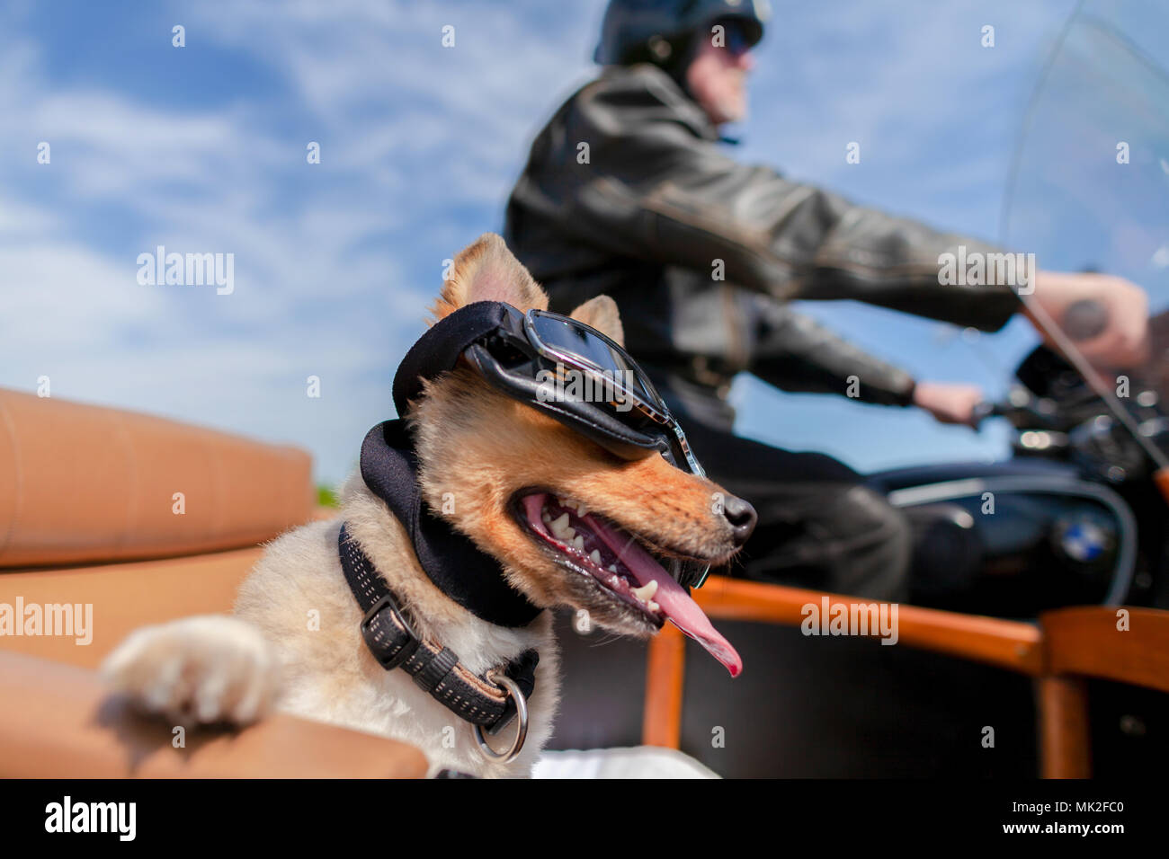 Dog in motorcycle sidecar hi-res stock photography and images - Alamy