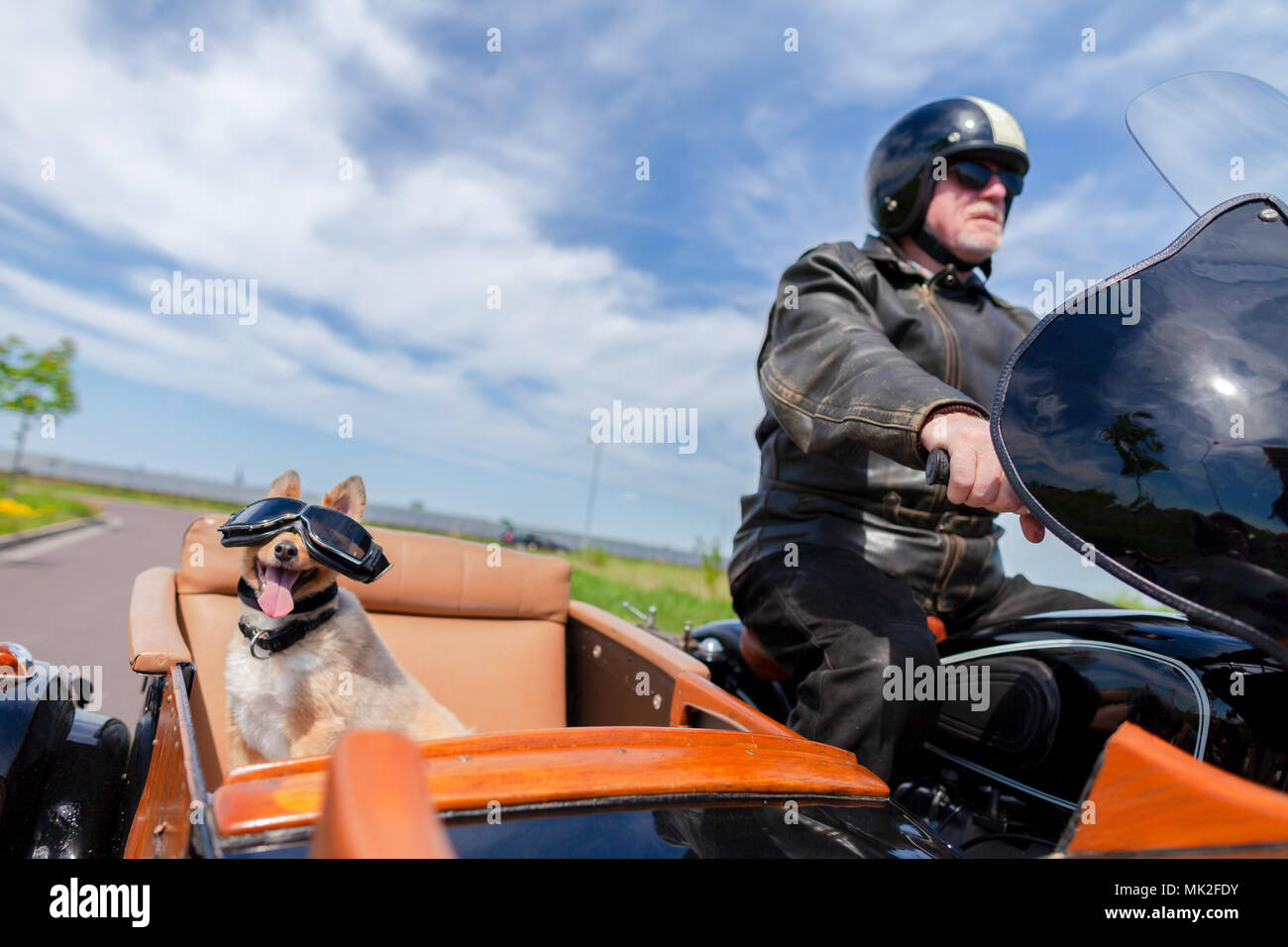 Shetland Sheepdog sits with sunglasses in a motorcycle sidecar Stock ...